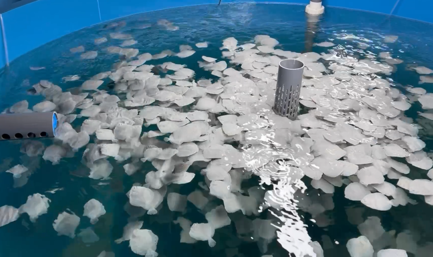 Turbot Experimental Update – Hatchery Match